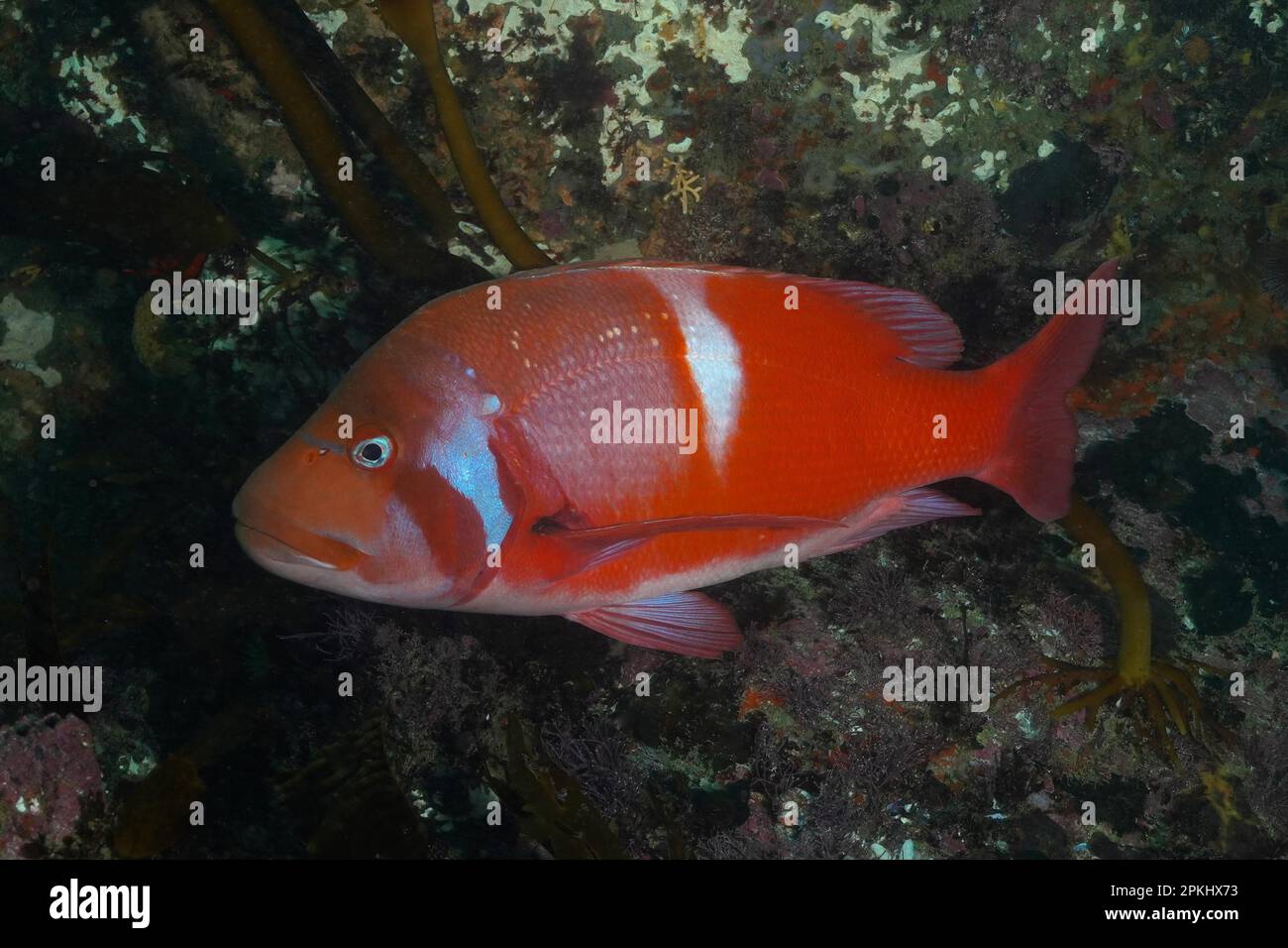 Red sea bream hi-res stock photography and images - Alamy