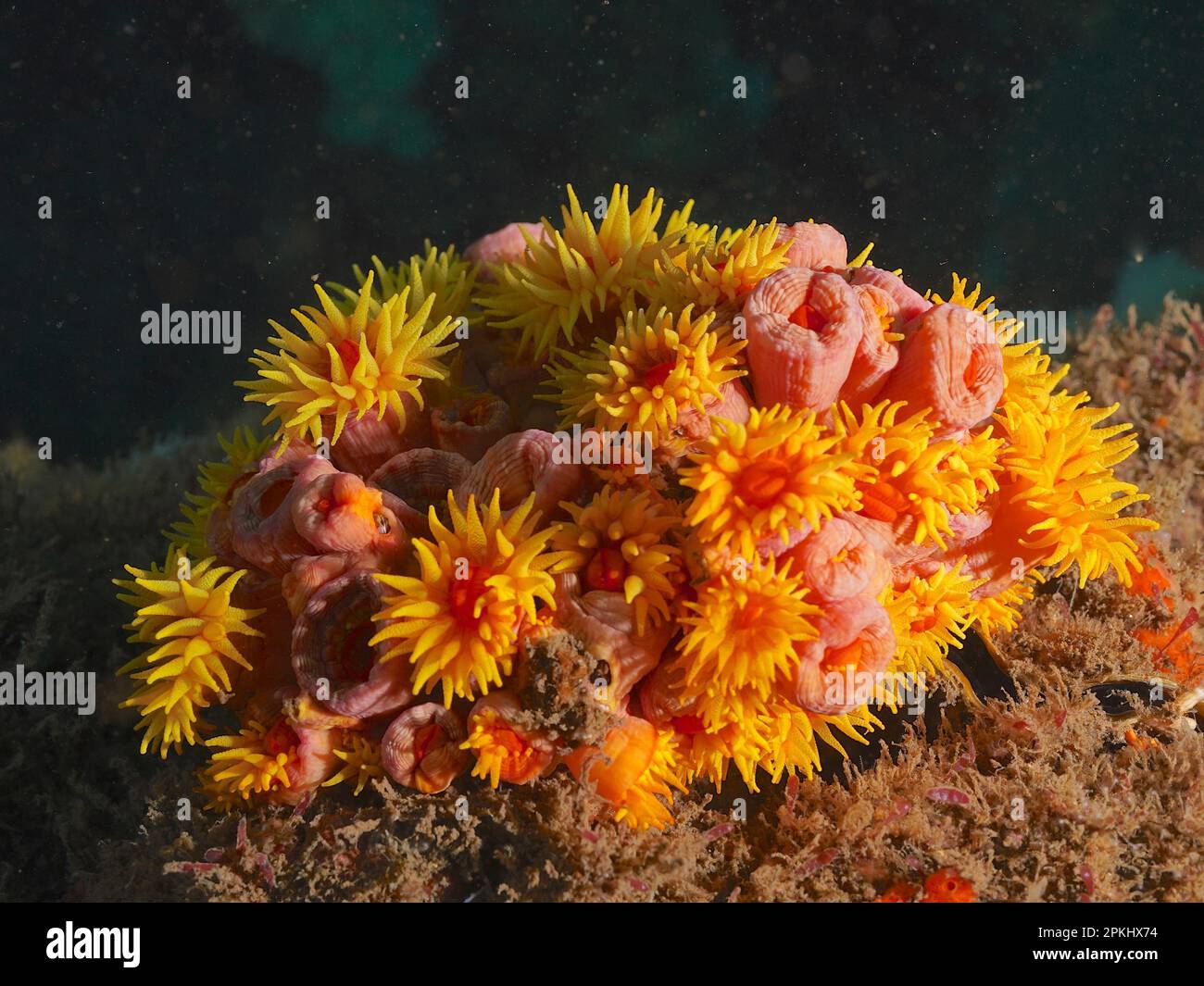 Orange cup coral (Tubastrea coccinea), Aliwal Shoal dive site, Umkomaas ...