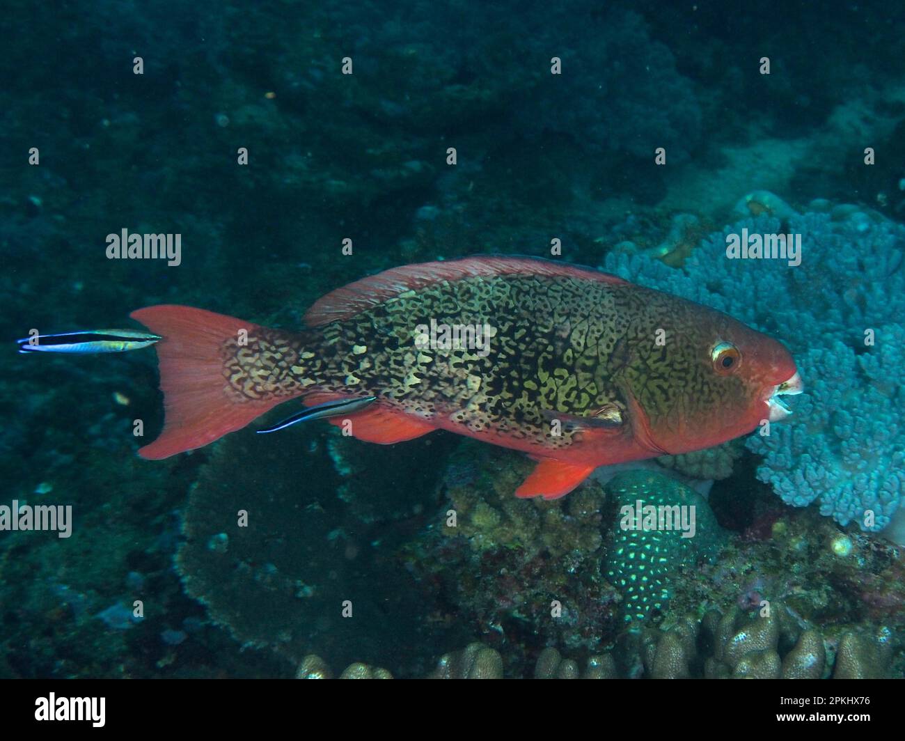 Nose hump parrotfish (Scarus rubroviolaceus), parrotfish, Sodwana Bay ...