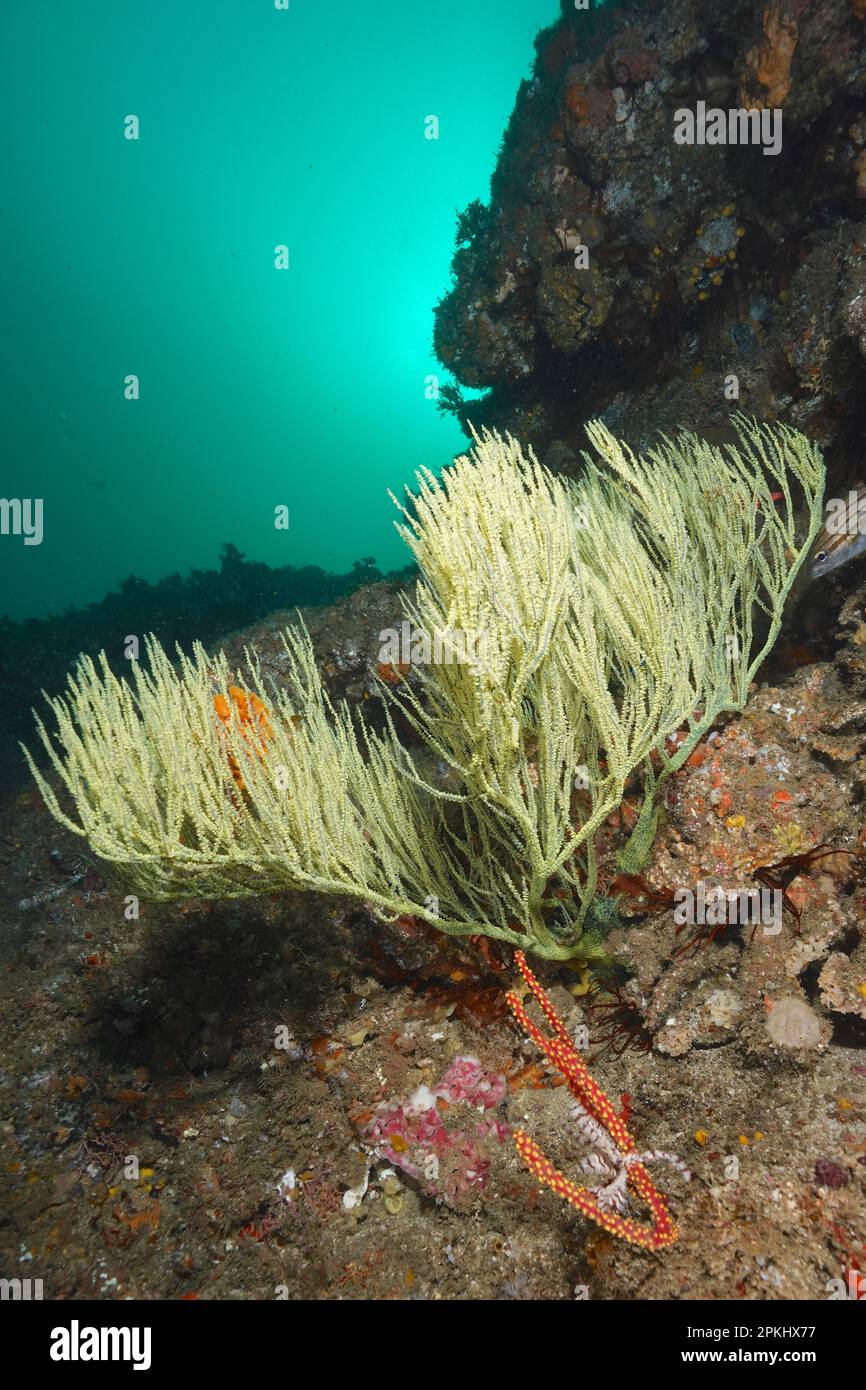 Natal green hi-res stock photography and images - Alamy