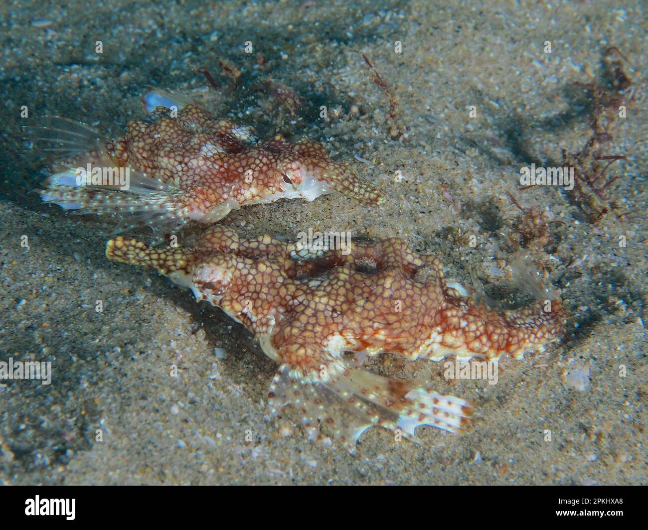 Pair of little dragonfish (Eurypegasus draconis), bony fish, Sodwana ...
