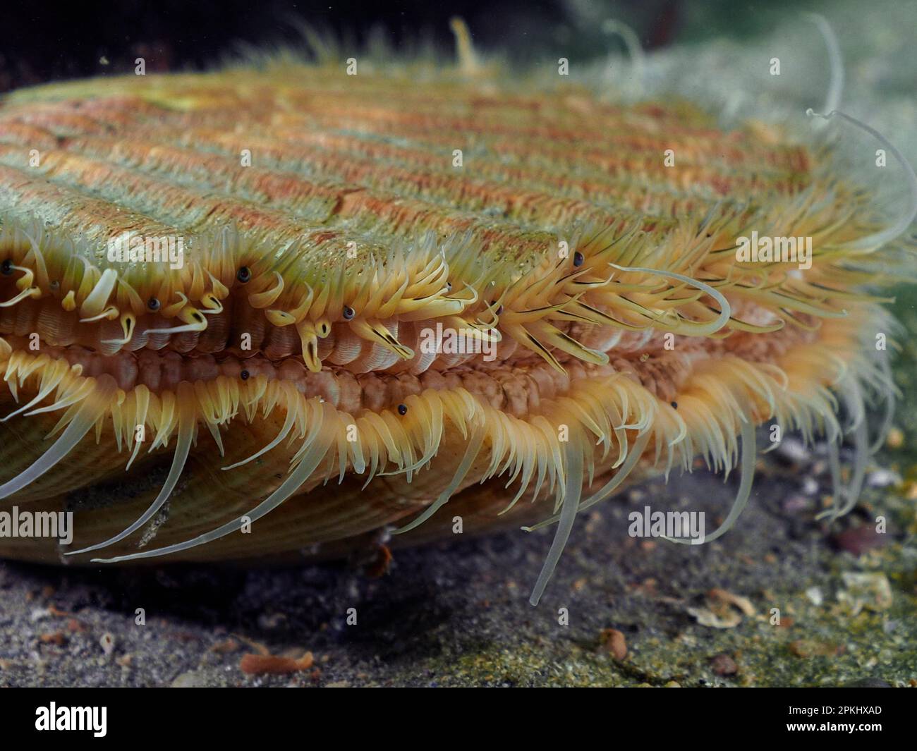 Close-up of scallop (Pecten maximus), underwater, Rinvyle dive site, Co ...
