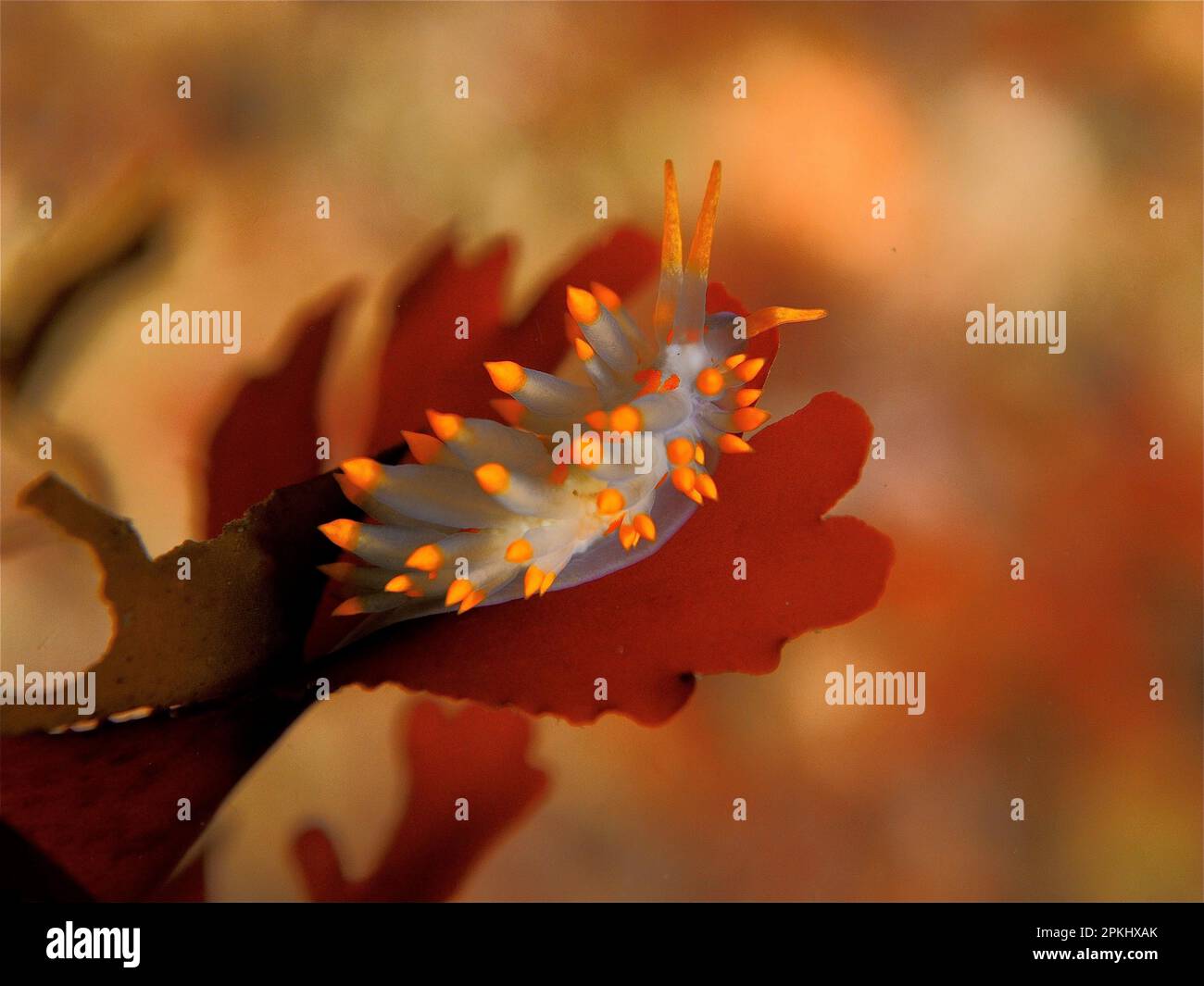 Orange-spotted balloon thread snail (Eubranchus farrani), thread snail ...
