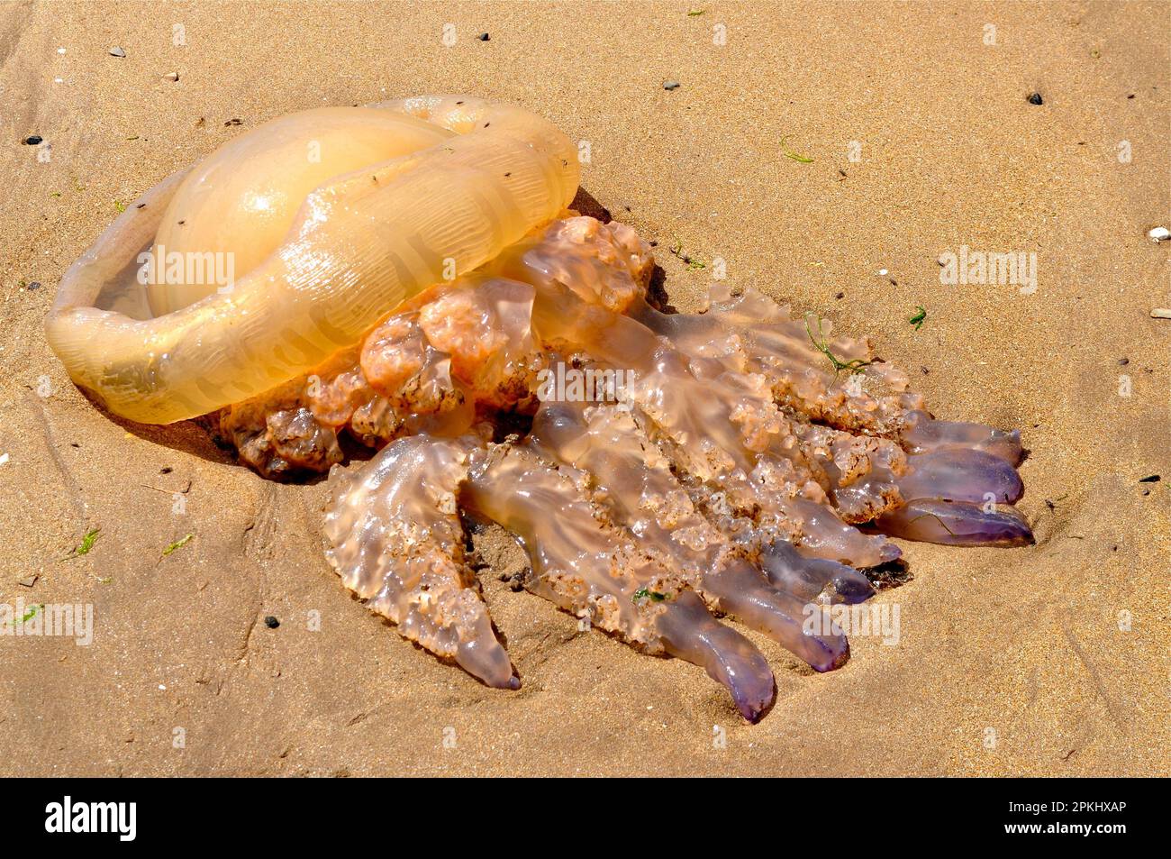 Stranded barrel jellyfish (Rhizostoma pulmo) washed ashore, Dingle ...