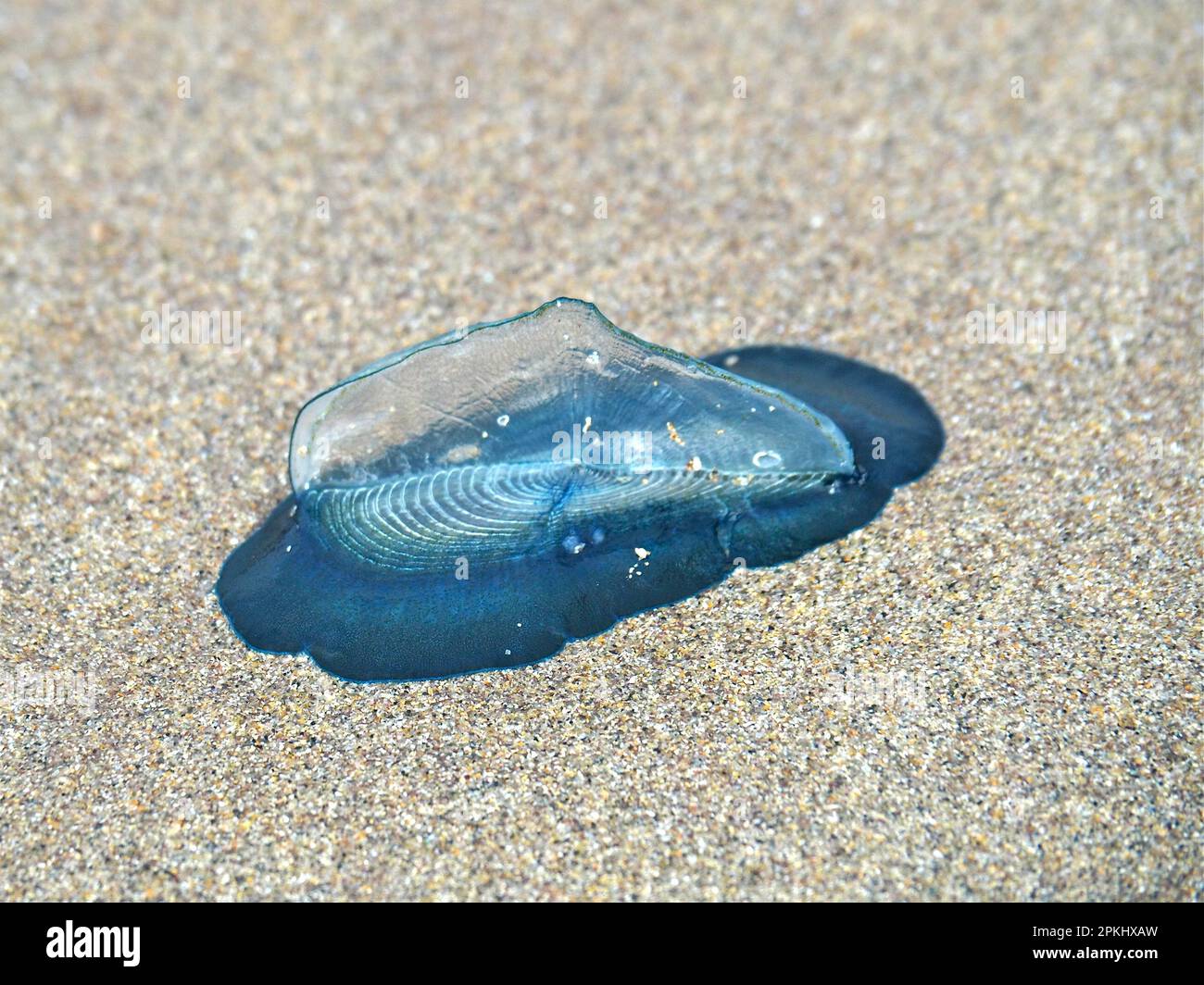 Stranded (Velella velella) sail jellyfish washed up on beach, Dingle ...
