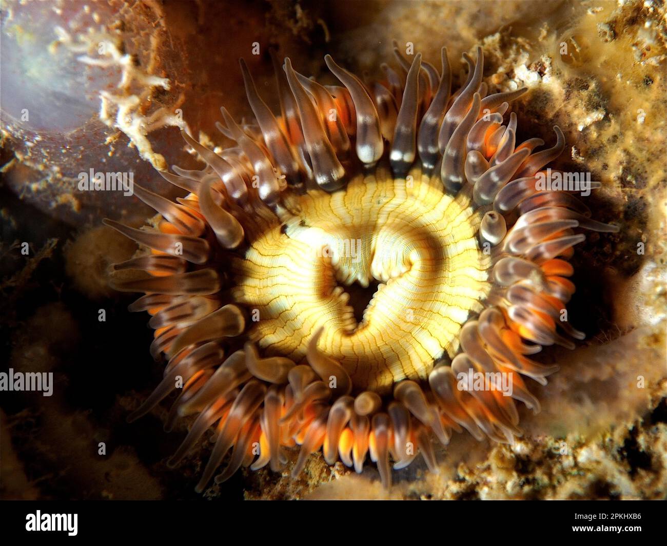 Bighorn water lily (Urticina felina), Maharees Islands dive site ...