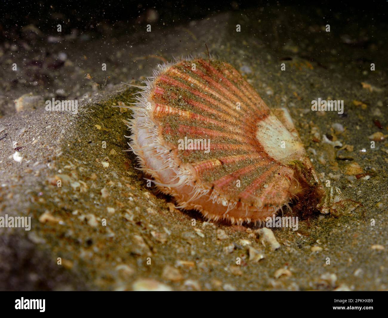 Scallop (Pecten maximus), underwater, Rinvyle dive site, Co. Galway ...