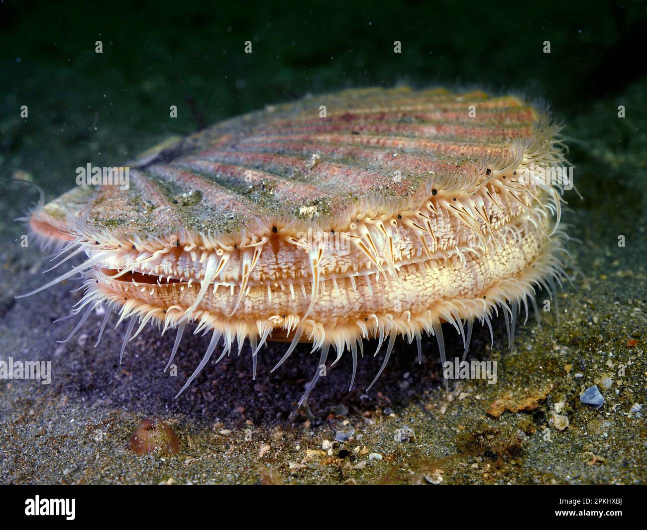 Scallop (Pecten maximus), underwater, Rinvyle dive site, Co. Galway ...