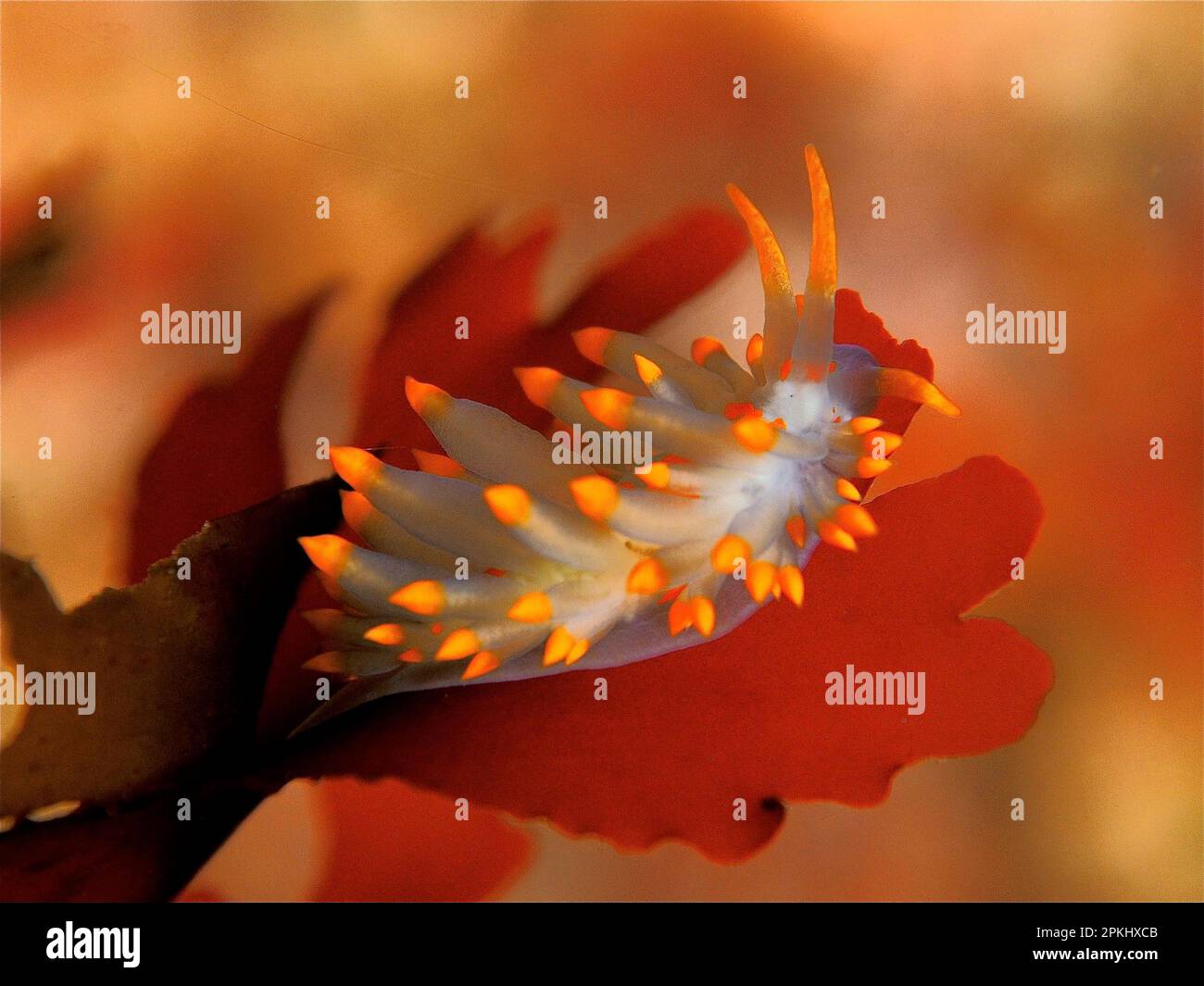 Orange-spotted balloon thread snail (Eubranchus farrani), thread snail ...