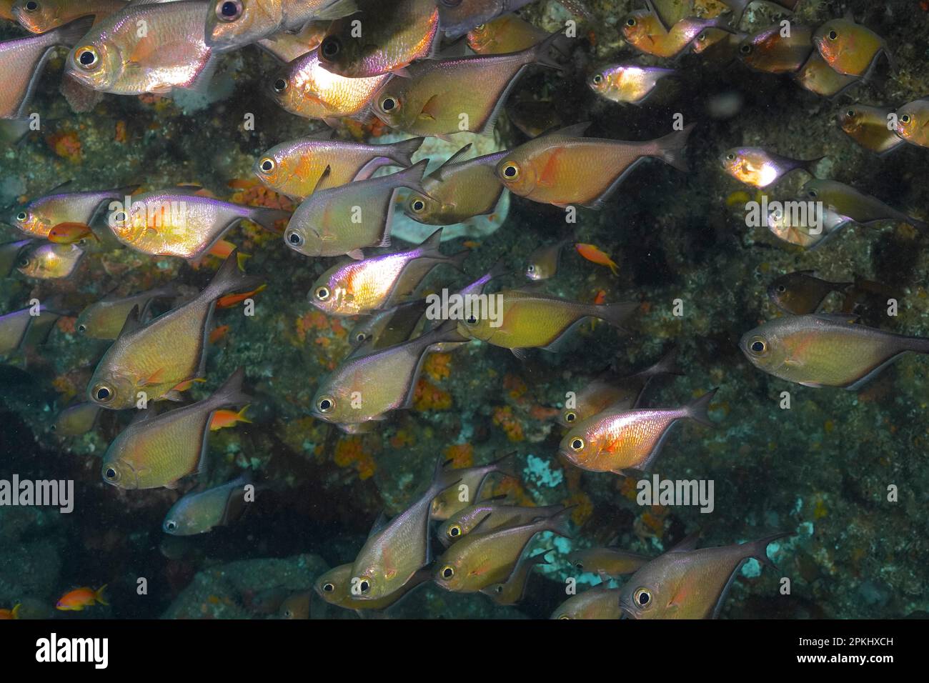 Group of swans hatchetfish (Pempheris schwenkii), bony fish, Aliwal ...