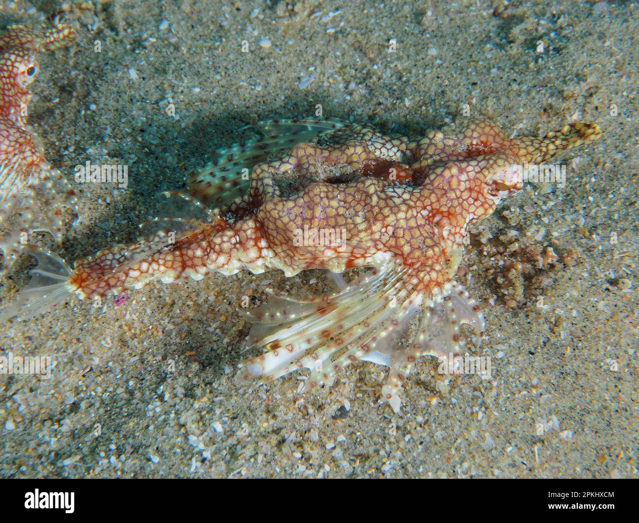 Little dragonfish (Eurypegasus draconis), Bonefish, Dive Site Sodwana ...