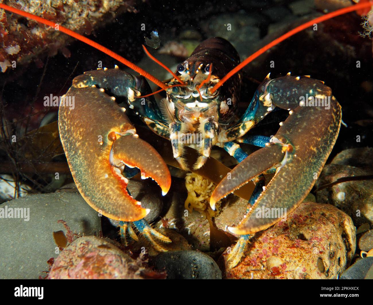Portrait of common lobster (Homarus gammarus), underwater, Maharees ...