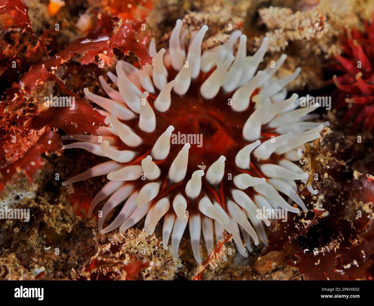 Irish lily hi-res stock photography and images - Alamy