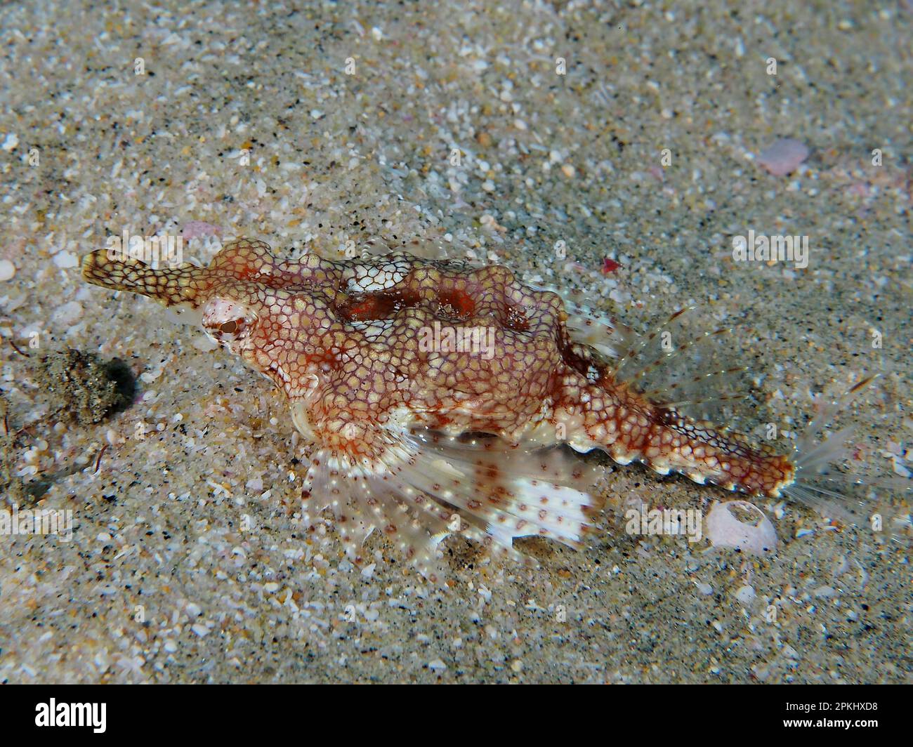 Little dragonfish (Eurypegasus draconis), Bonefish, Dive Site Sodwana ...