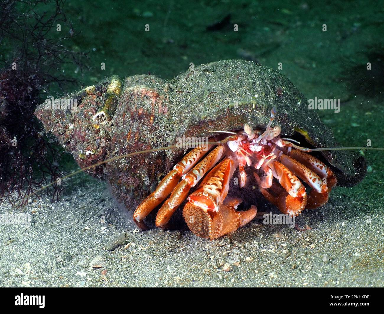 Striped hermit crab (Pagurus anachoretus), underwater, Rinvyle dive ...