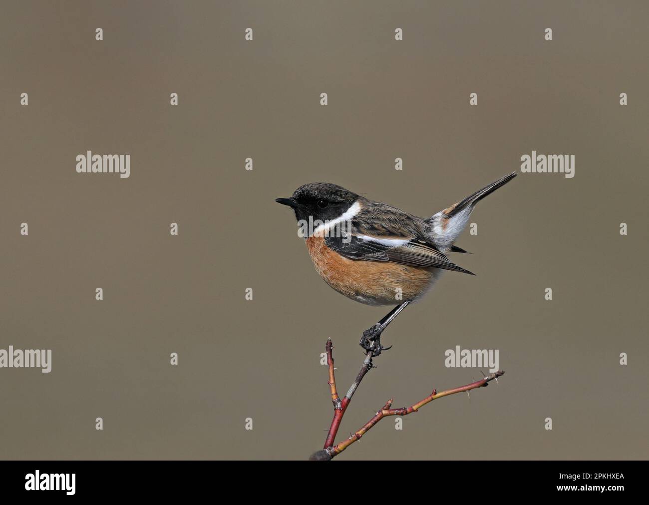 European stonechat, Saxicola rubicola Stock Photo - Alamy