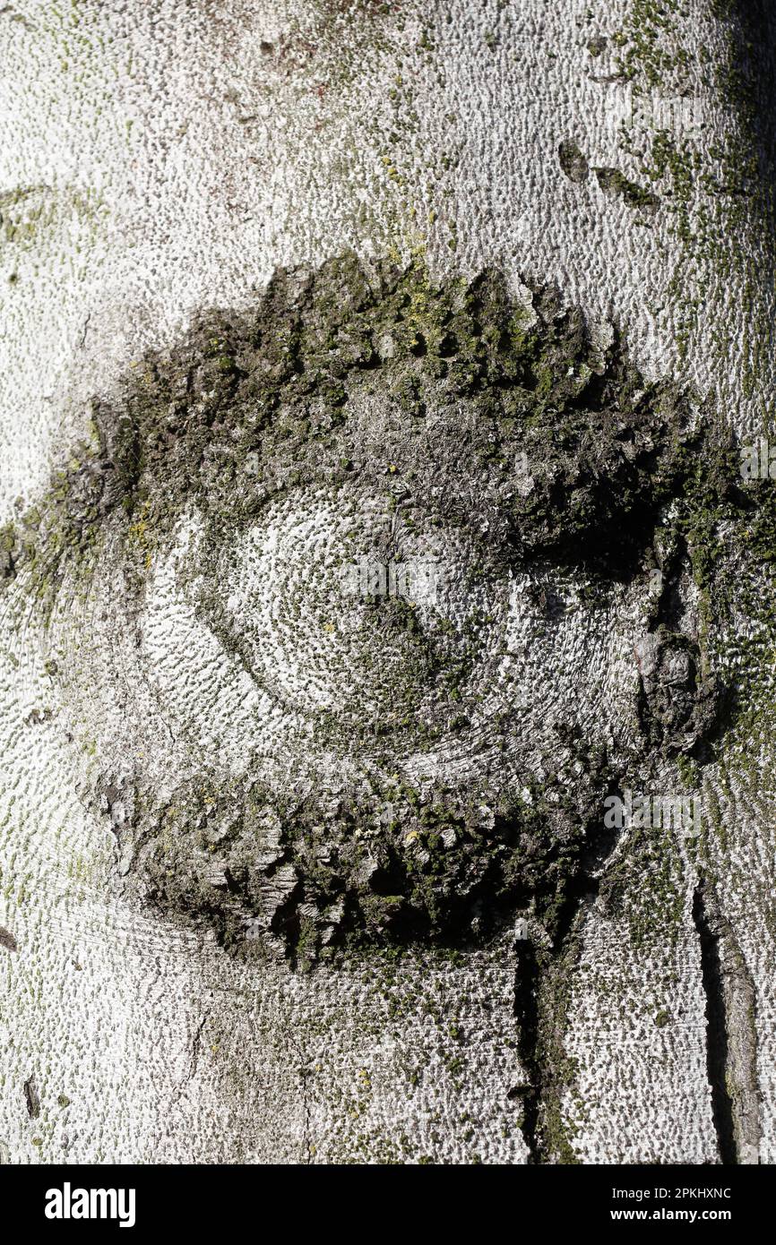 Light tree bark, bark, tree trunk, wood texture, wallpaper, germany ...