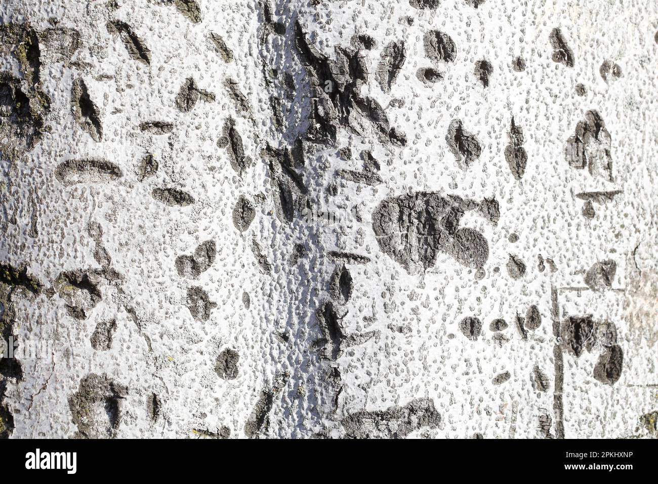 Light tree bark, bark, tree trunk, wood texture, wallpaper, germany ...
