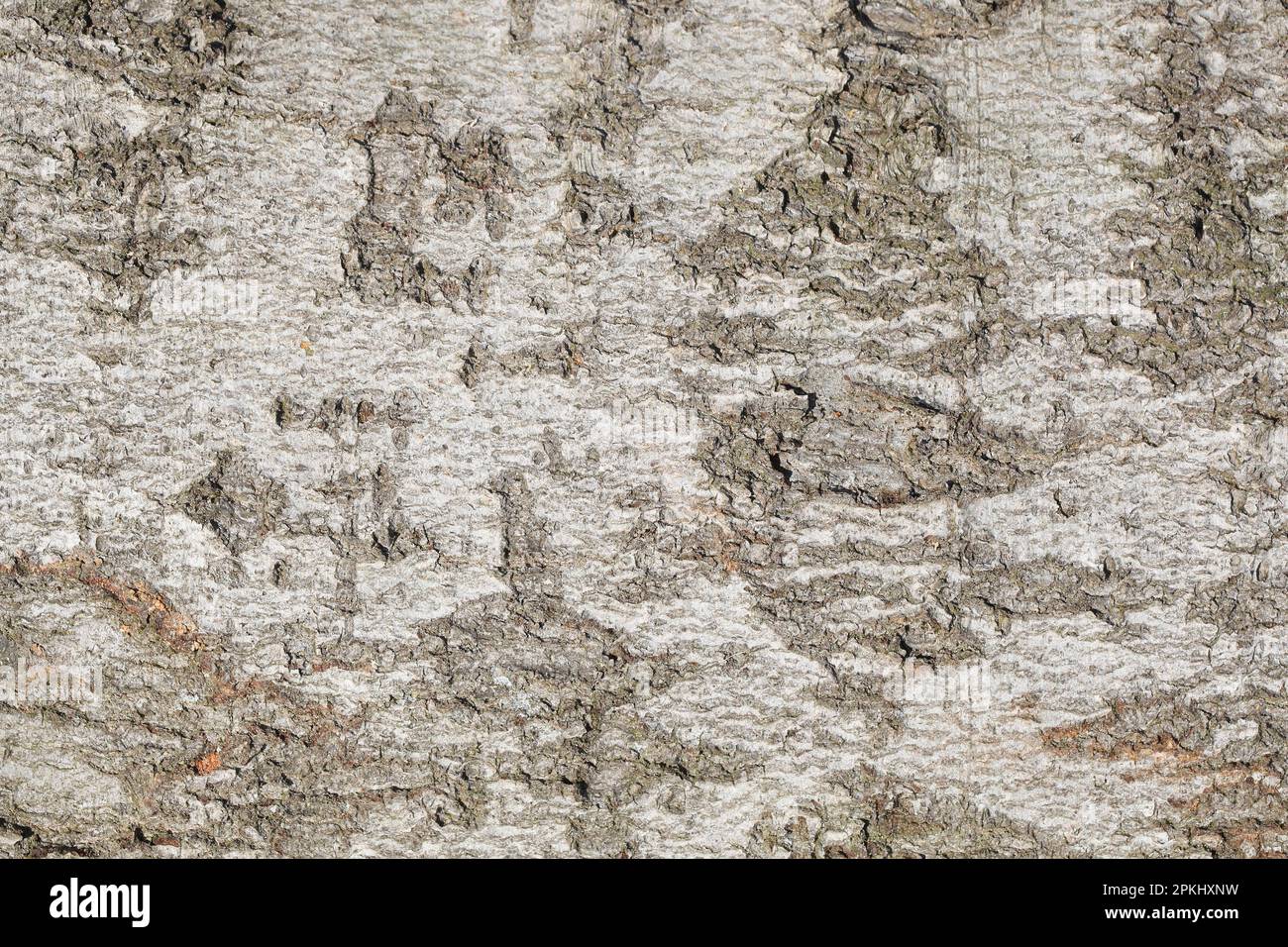 Light tree bark, bark, tree trunk, wood texture, wallpaper, germany ...
