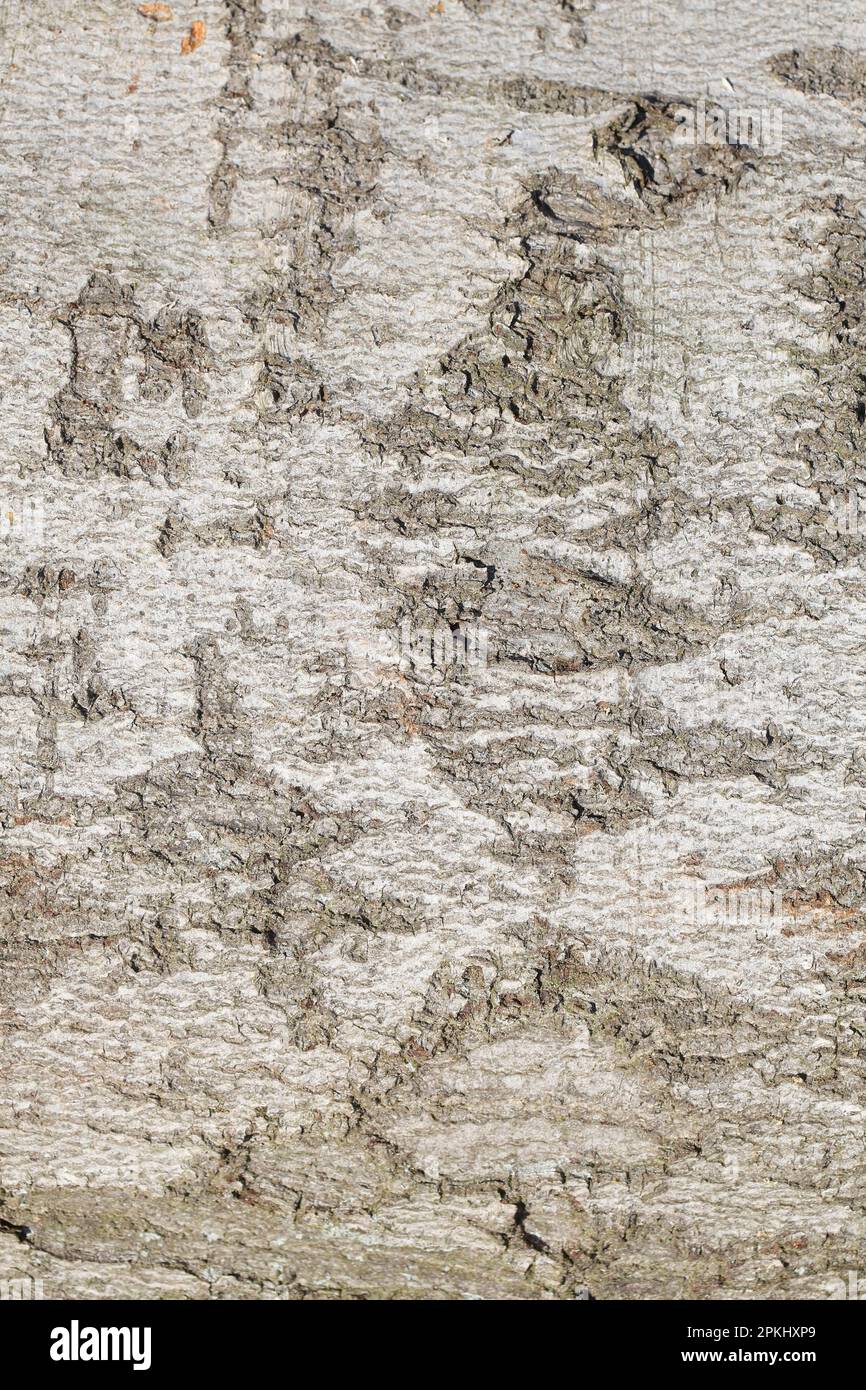 Light tree bark, bark, tree trunk, wood texture, wallpaper, germany ...