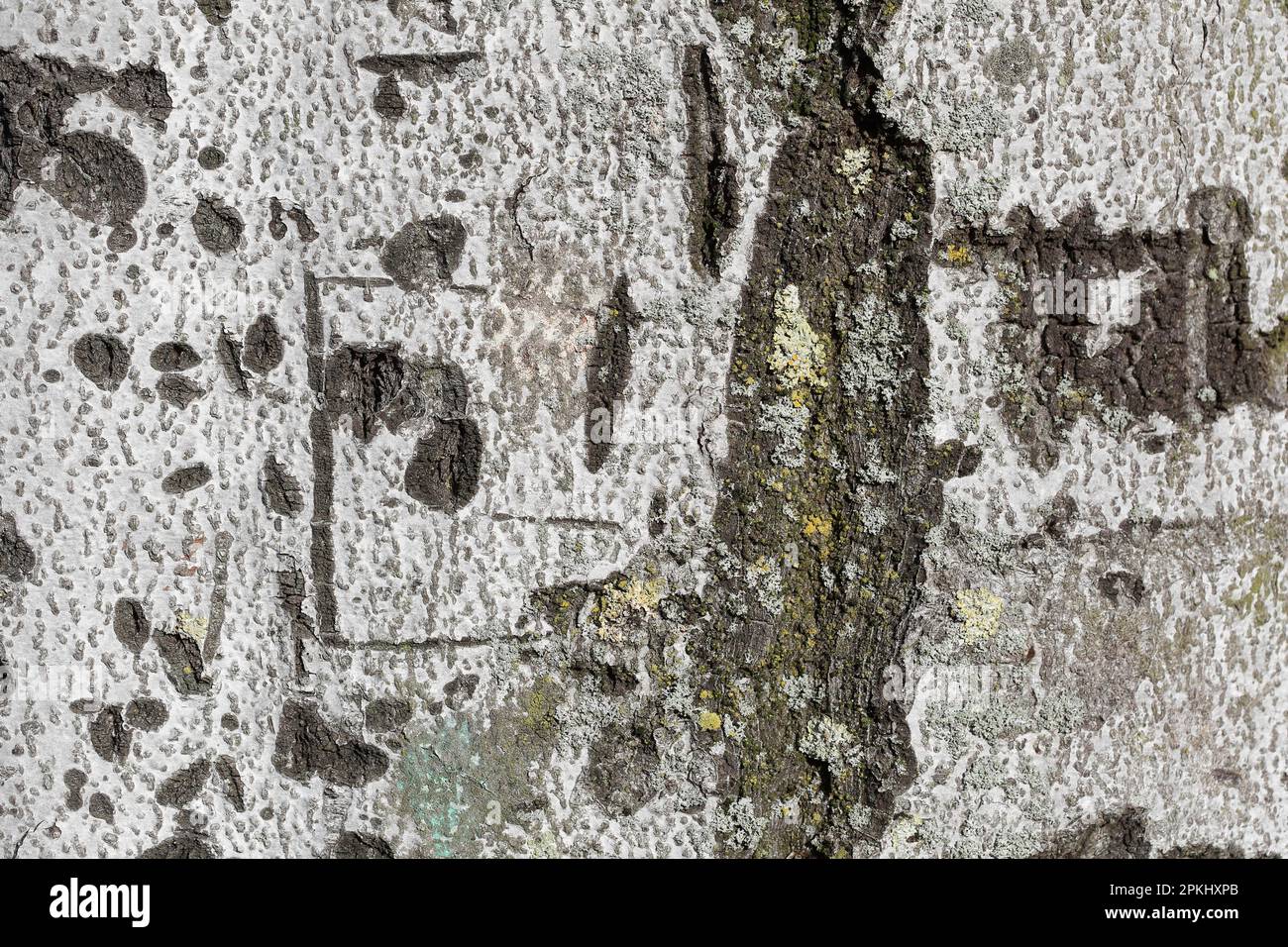 Light tree bark, bark, tree trunk, wood texture, wallpaper, germany ...