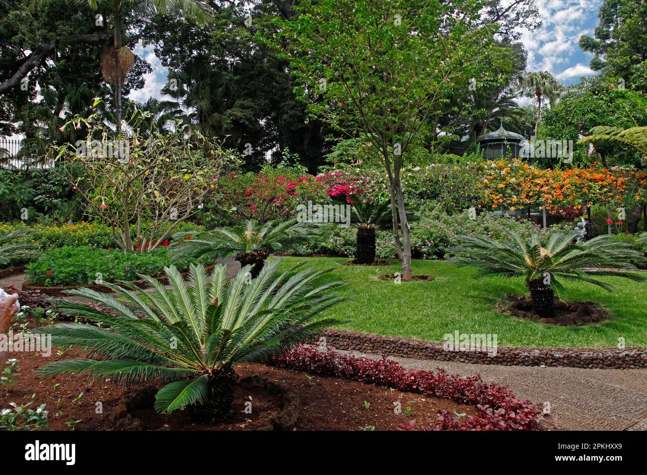 Japanese (Cycas revoluta) palm ferns, garden of Quinta Vigia, Funchal ...