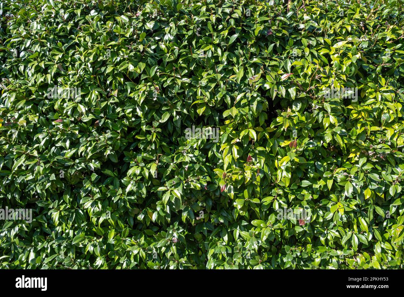 Evergreen cherry laurel shrub background texture. Prunus laurocerasus ...