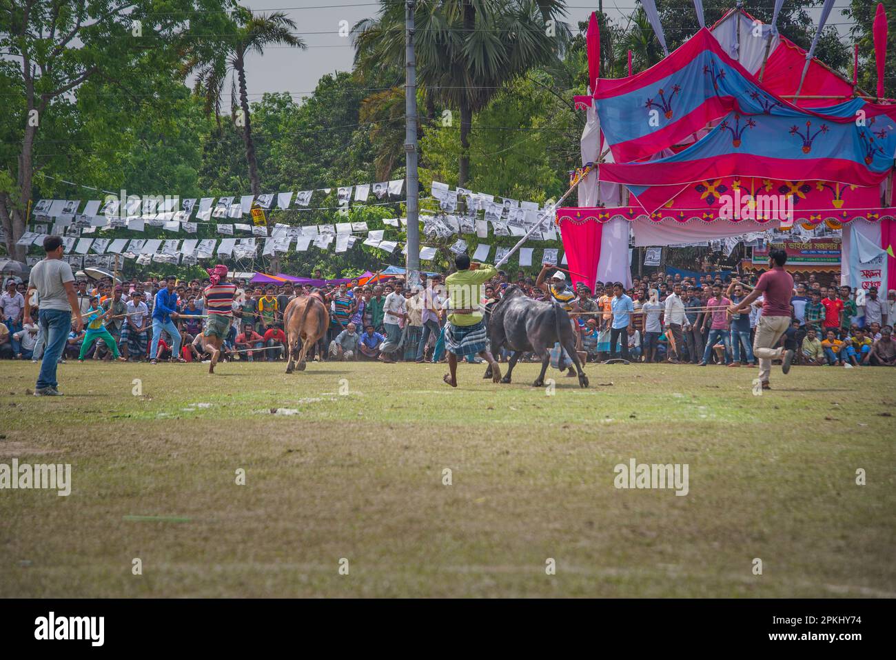 Bull fighting is one of the traditional festivals In Bangladesh. Every ...