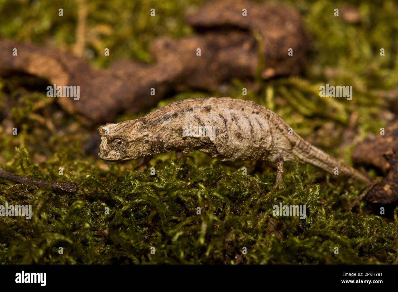 Madagascar ground chameleon, Madagascar ground chameleons, Other ...