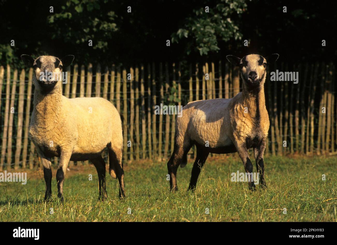 Badger Face Sheep Two standing on grass, Rare Breeds Stock Photo - Alamy