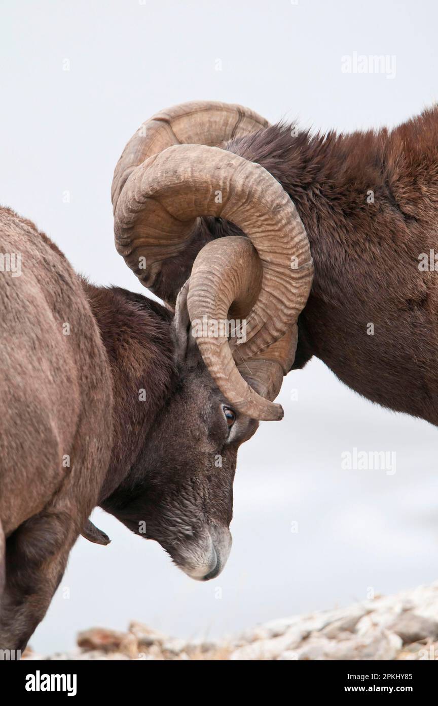 Bighorn sheep (Ovis canadensis) two adult males, fighting, close-up of ...