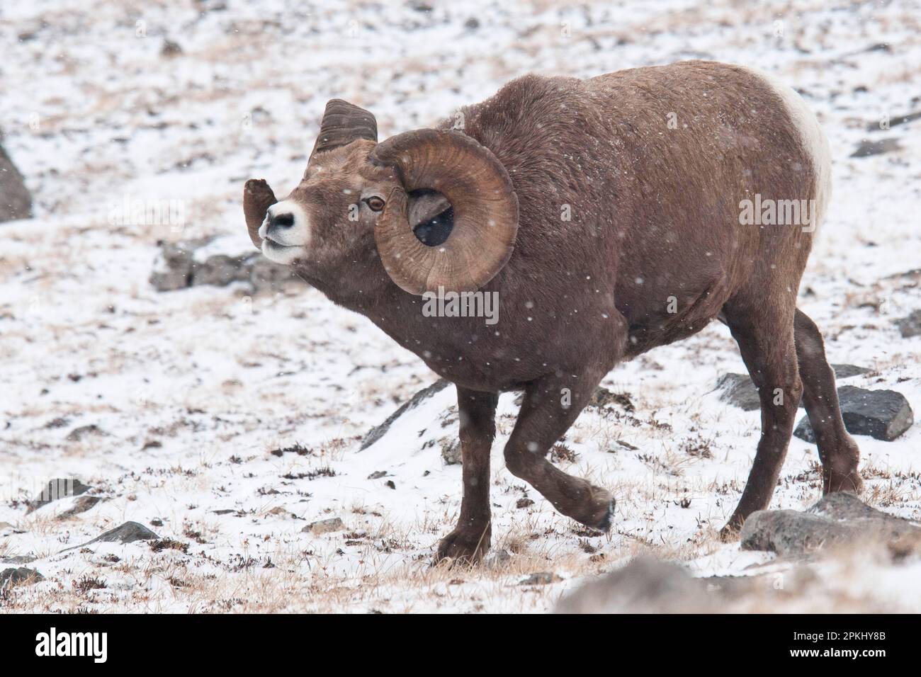 Bighorn sheep (Ovis canadensis), adult male, in response to fleas ...
