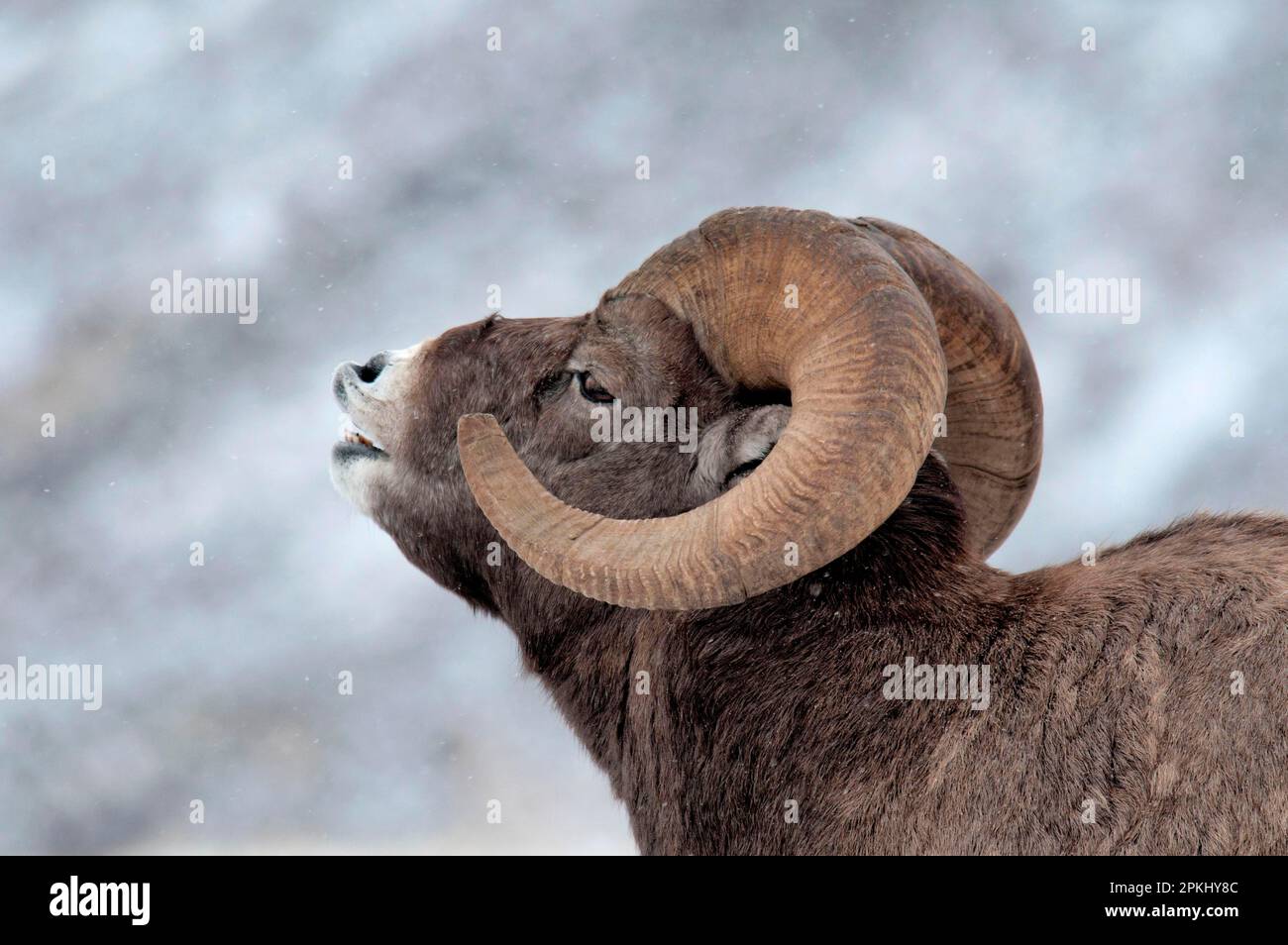 Bighorn sheep (Ovis canadensis), adult male, close-up of head, in ...