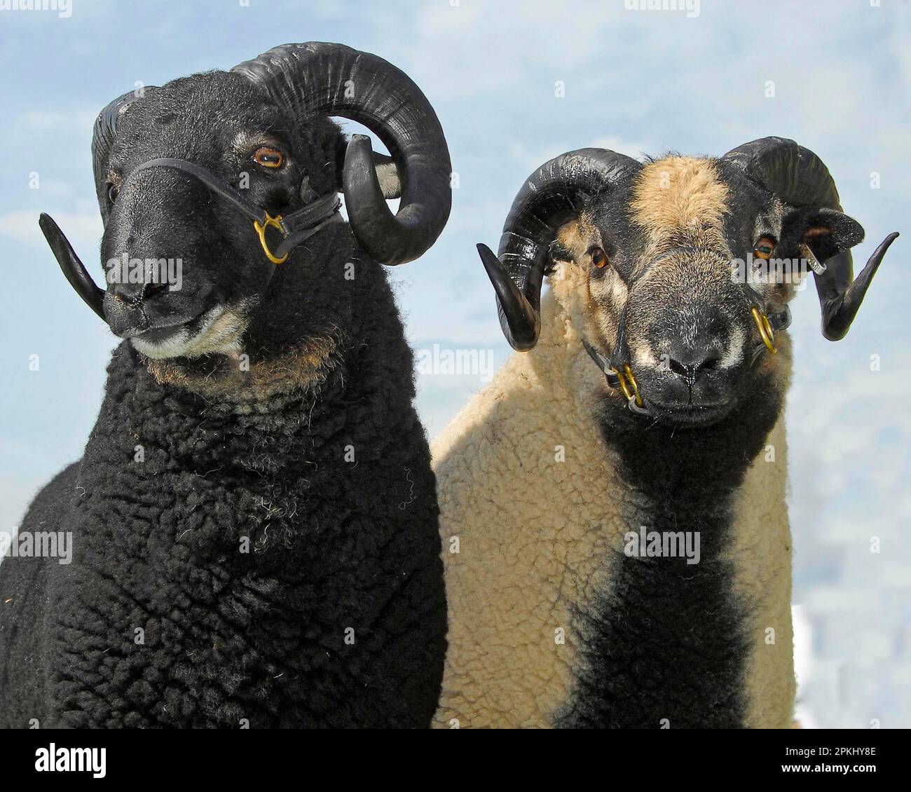 Domestic Sheep, Badger-faced Welsh, Torwen (left) and Torddu (right ...