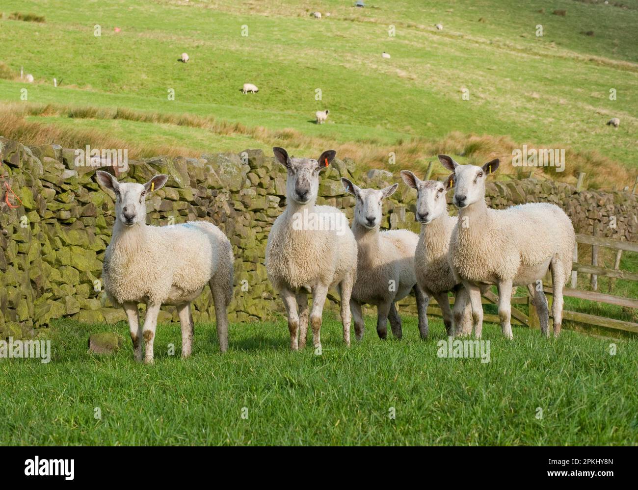 Domestic Sheep, Blue-faced Leicester, five shearling ewes, standing in ...