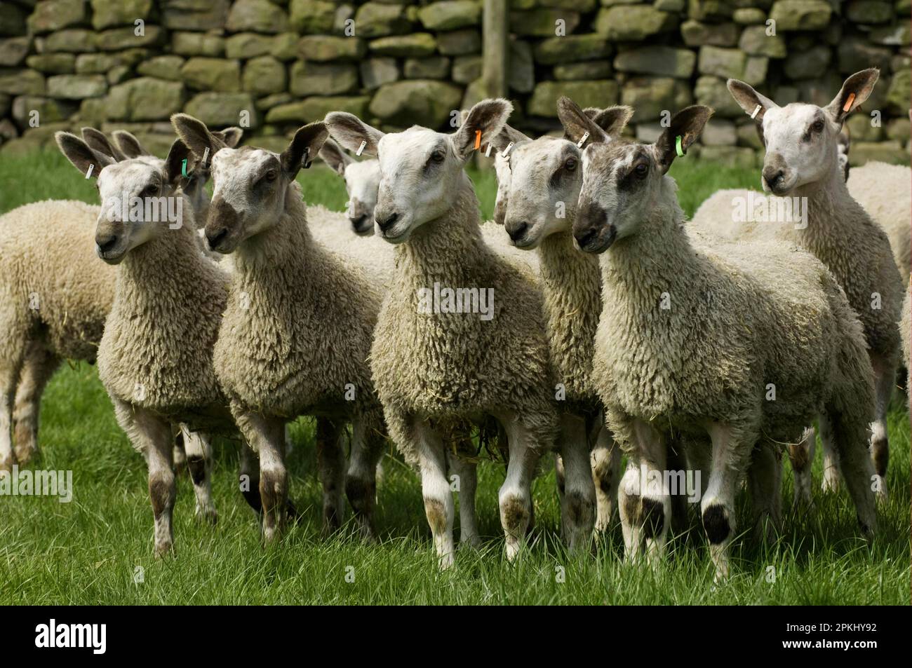 Domestic Sheep, Blue-faced Leicester, lambs, standing in pasture, Wark ...