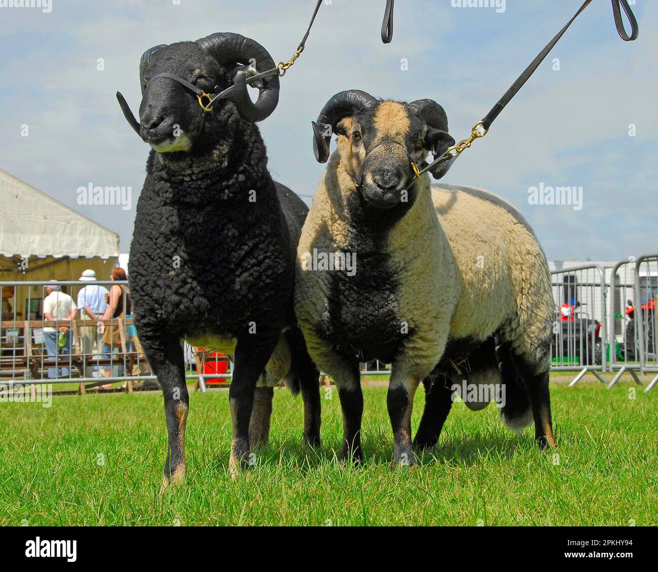 Domestic Sheep, Badger-faced Welsh, Torwen (left) and Torddu (right ...