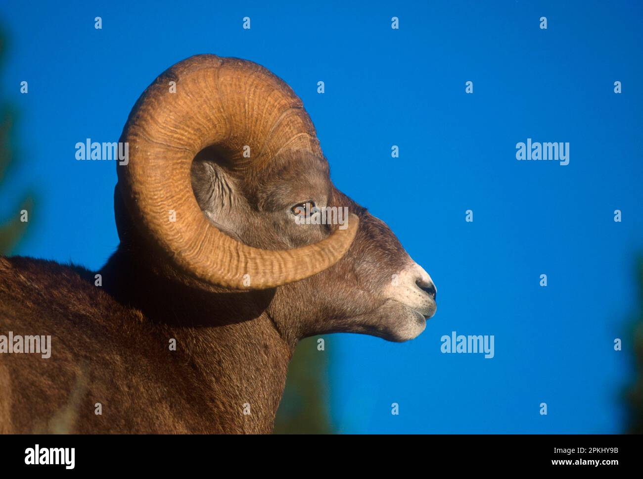 Bighorn sheep (Ovis canadensis) close-up of horns, Jasper, Canada Stock ...