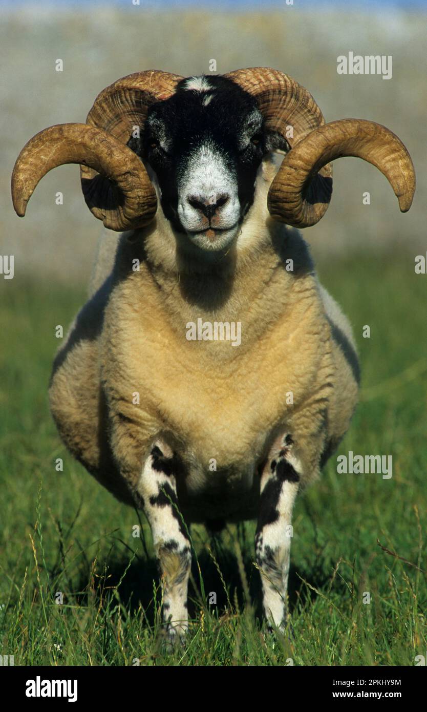 Black-faced Sheep (Ovis aries) Ram with spiral horns, close-up ...