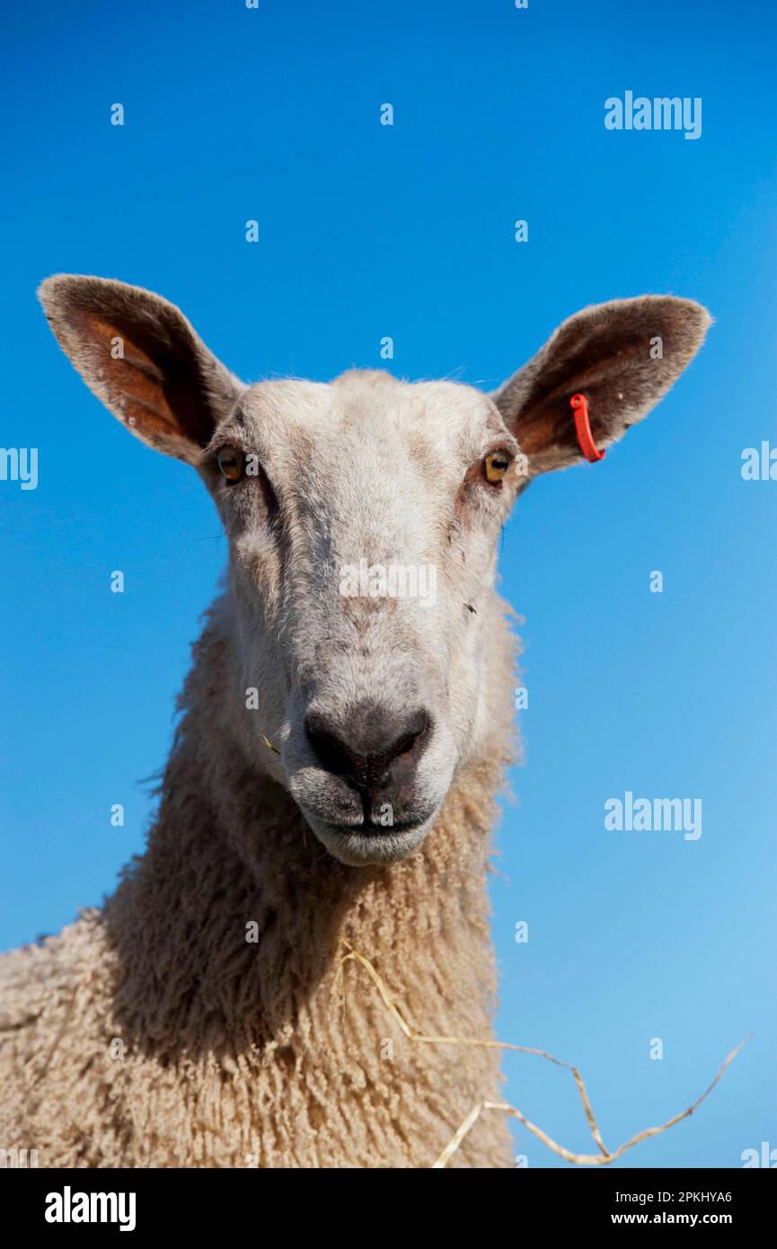 Domestic Sheep, Blue-faced Leicester, ewe, close-up of head, Scotland ...