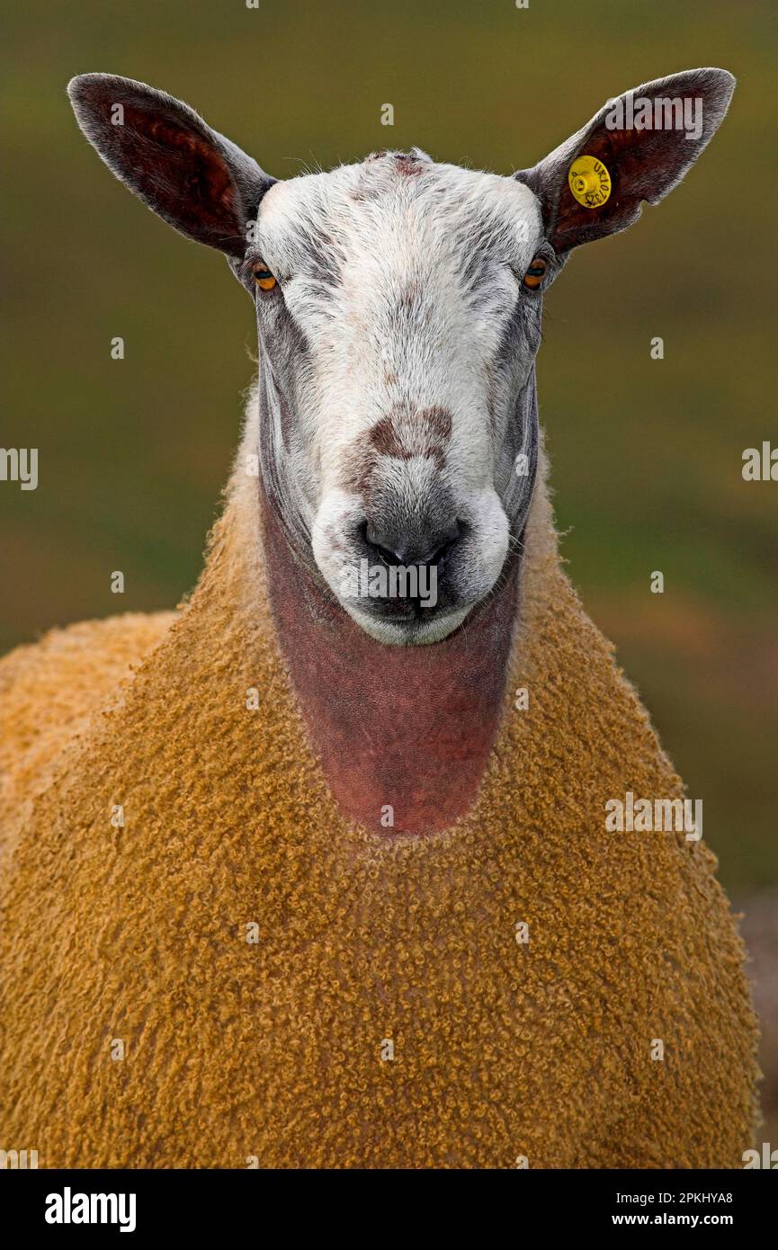 Domestic Sheep, Blue-faced Leicester ram, close-up of head ...