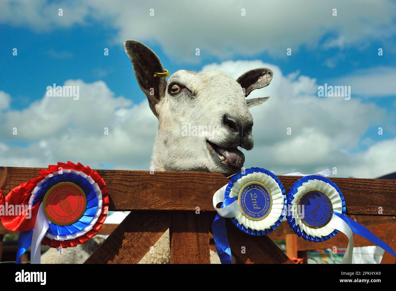 Bluefaced leicester sheep hi-res stock photography and images - Alamy