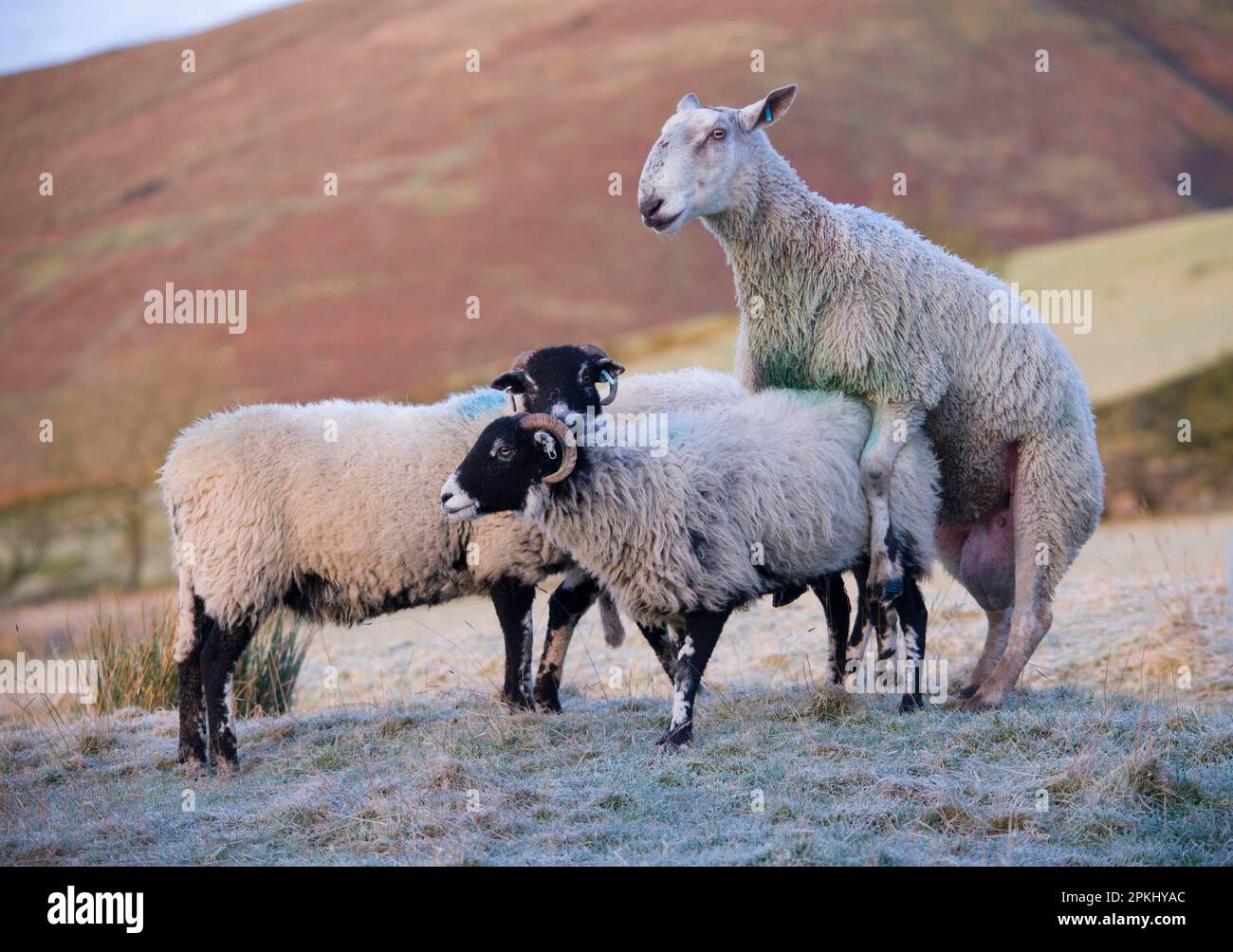 Domestic Sheep, Blue-faced Leicester ram, mating with Swaledale ewe, Dinkling Green Farm ...