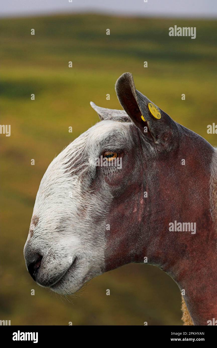 Domestic Sheep, Blue-faced Leicester ram, close-up of head ...