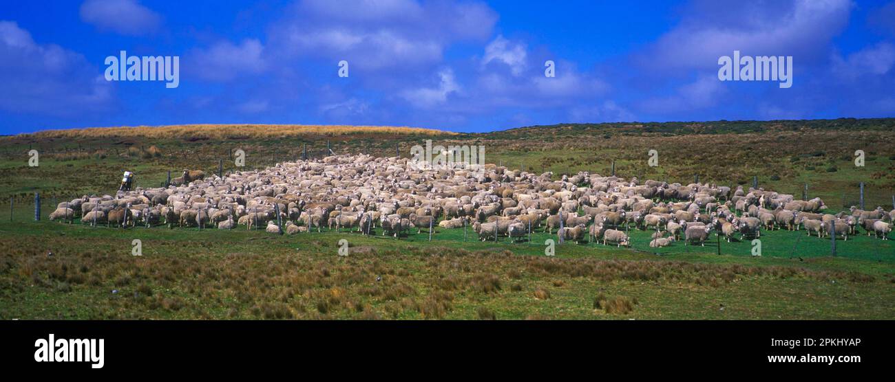 Carradale sheep hi-res stock photography and images - Alamy