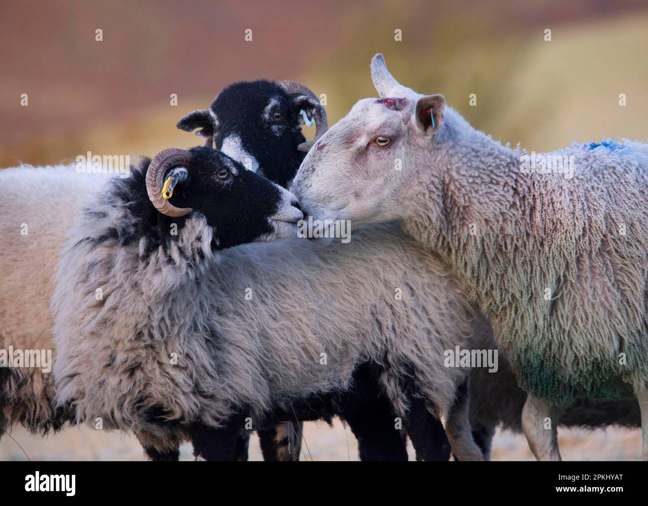 Domestic Sheep, Blue-faced Leicester ram, smelling Swaledale ewe, prior to mating, Dinkling ...