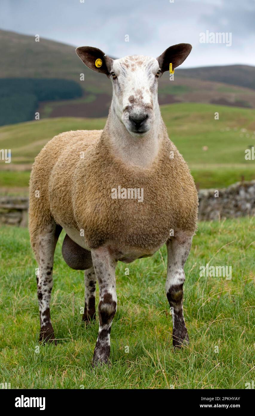 Domestic Sheep, Blue-faced Leicester, ram, standing in pasture, with ...