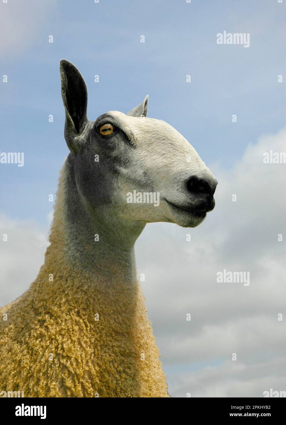 Bluefaced leicester sheep hi-res stock photography and images - Alamy