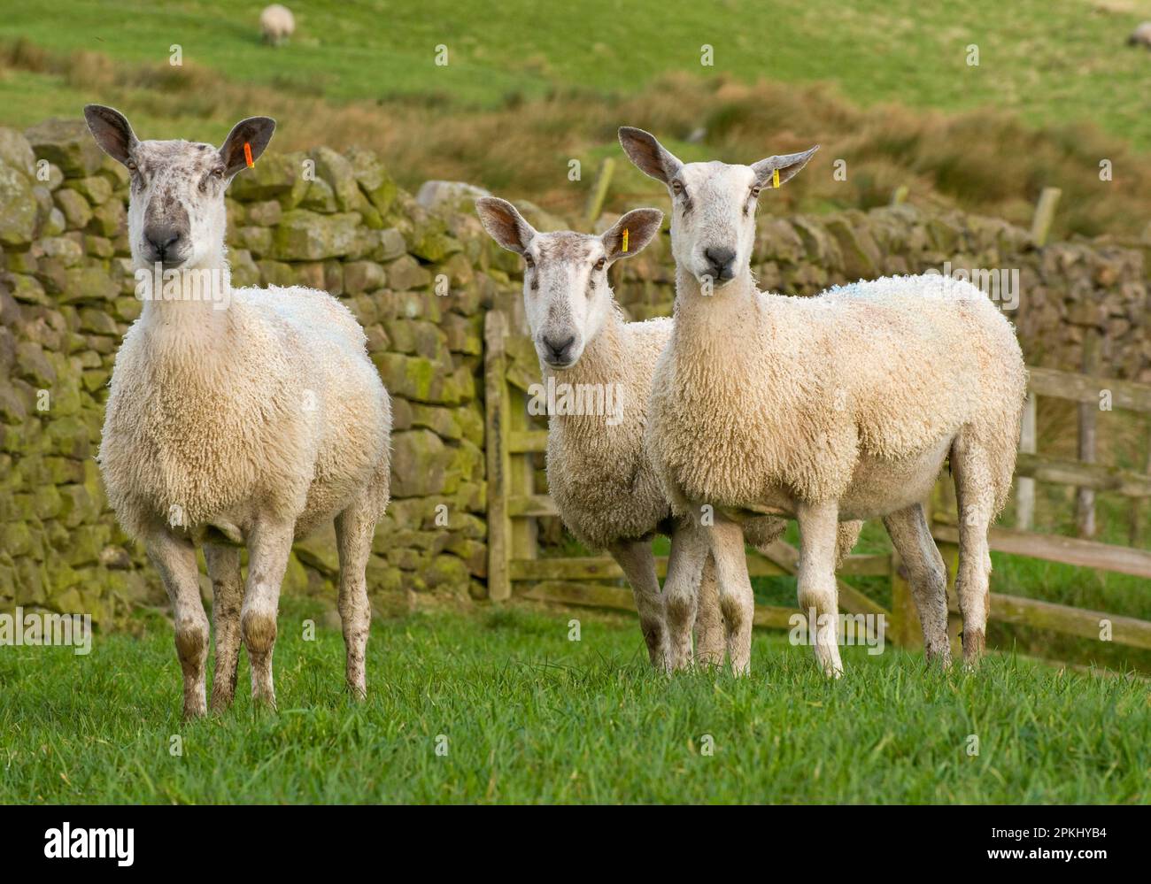 Domestic Sheep, Blue-faced Leicester, three shearling ewes, standing in ...