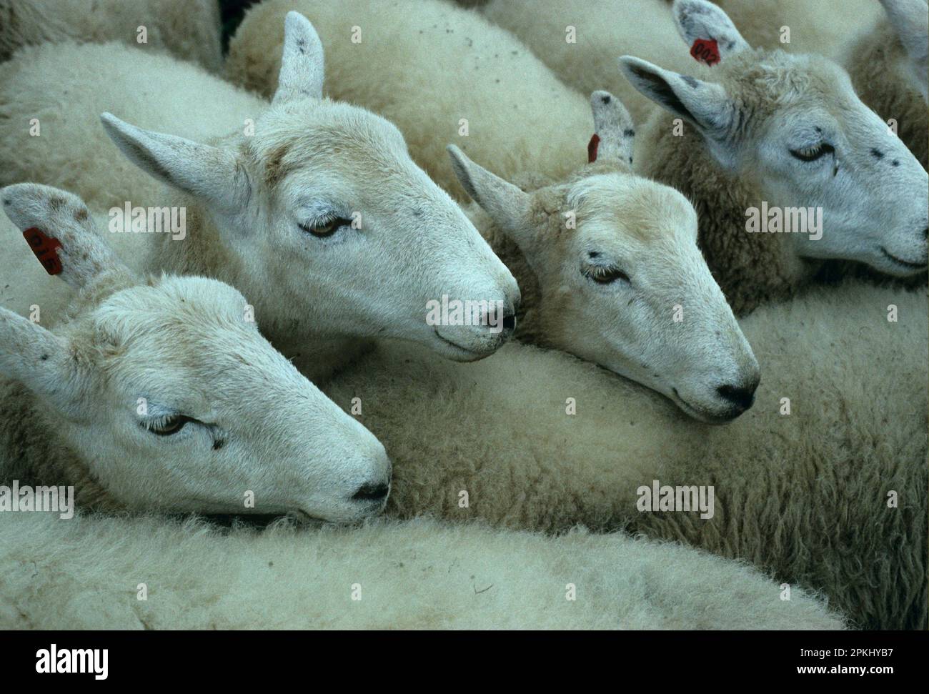 Border Leicester Sheep, close-up of sheep in pen, Findon Sheep Fair ...